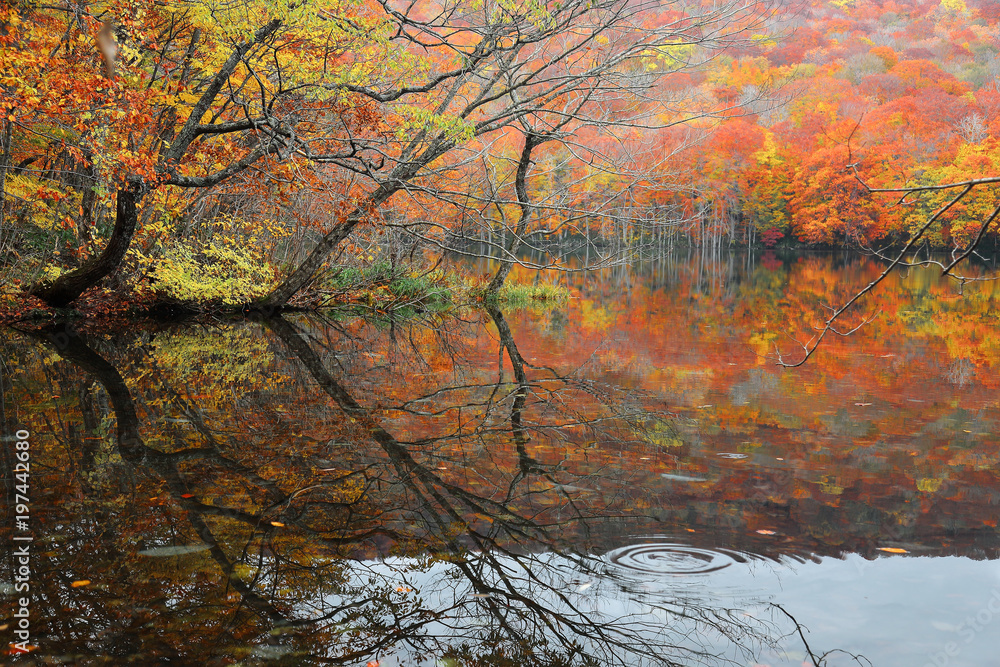 Autumn swamp scenery with beautiful foliage reflected on smooth water ...