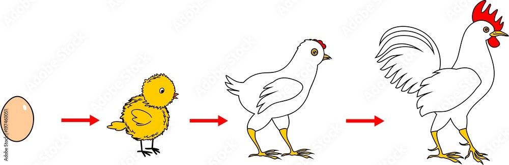Stages of rooster growth from egg to adult bird Stock Vector | Adobe Stock