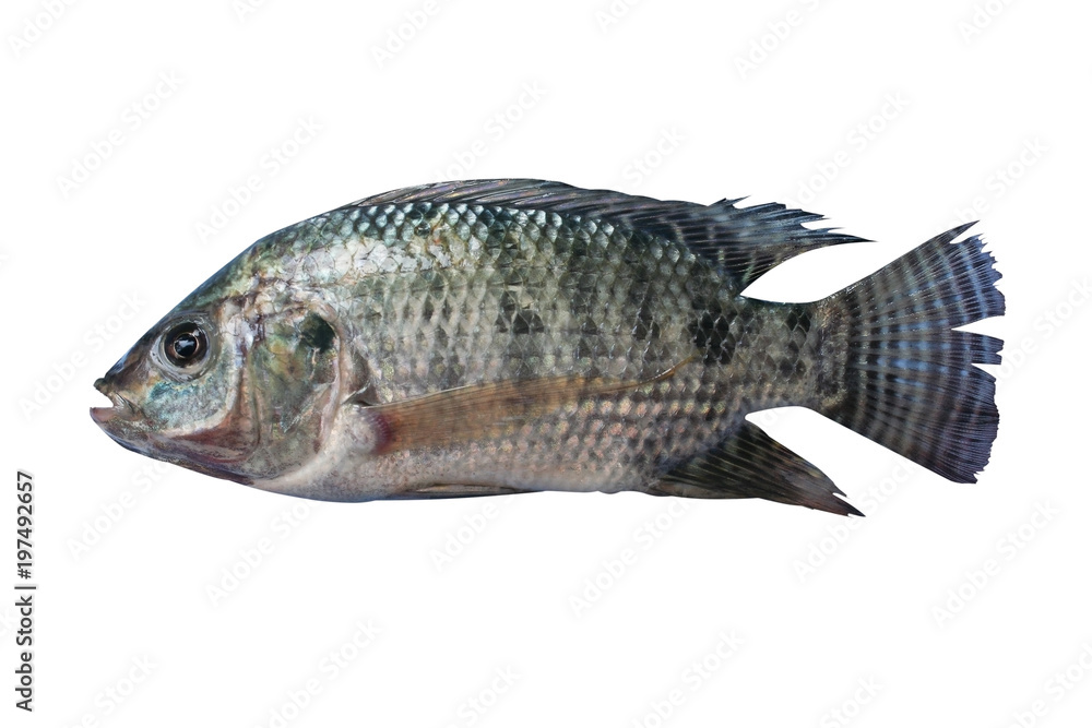 Nile tilapia , freshwater fish,asia isolated on white background Stock ...