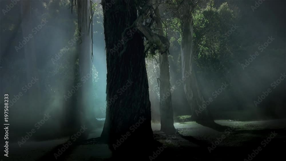 Misty forest. Steam rises from frost amongst silhouetted trees ...