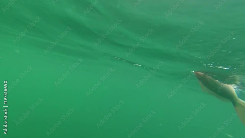 Underwater footage of a fish on a hook, being reeled in. Species: New ...