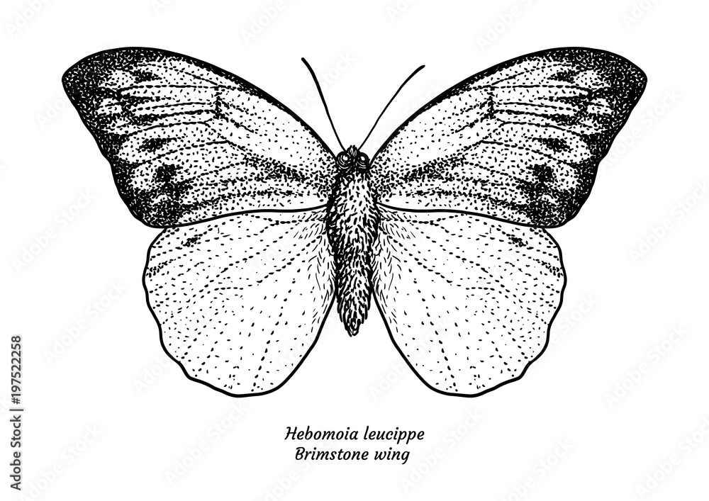 Hebomoia leucippe, brimstone wing, illustration, drawing, engraving ...