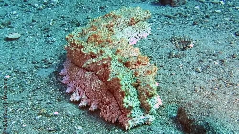 Large sea cucumber rocking on a hard coral reef in Togian islands ...