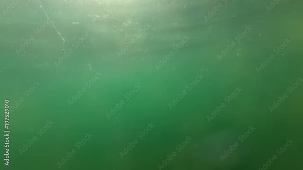 Underwater footage of plankton-rich sea water in the Hauraki Gulf, New ...