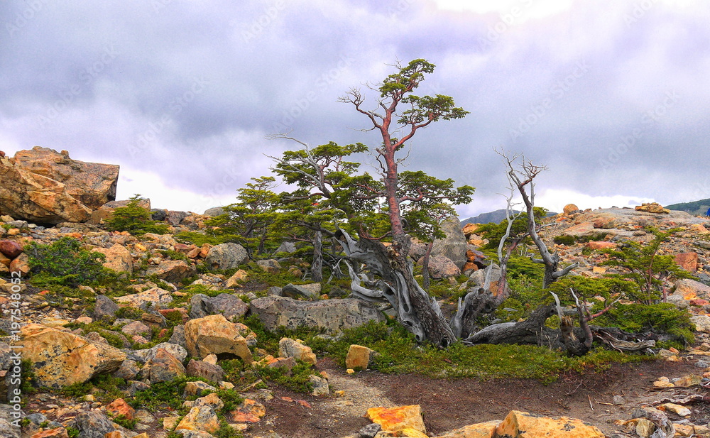 Photo & Art Print A stunted tree struggles to survive in a hostile ...