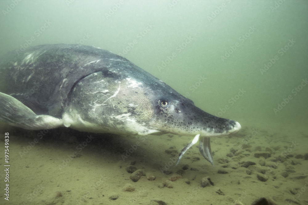 Underwater photography of the fish Beluga, Huso huso swimming in lake ...