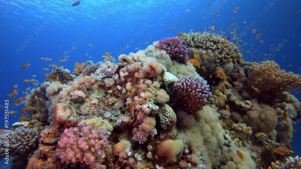 Colorful Tropical Coral Reefs. Picture of blue water background ...