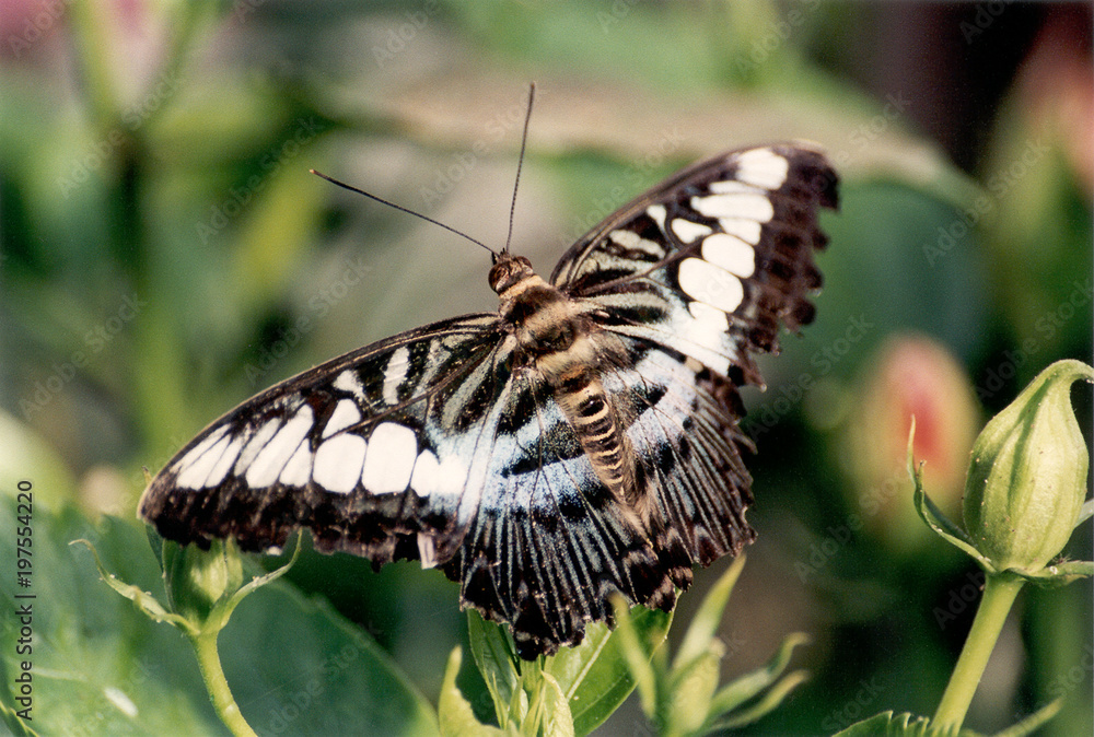 Photo & Art Print Butterfly, Irakly