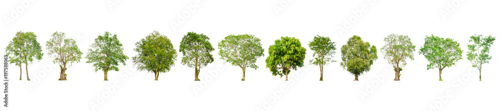 Set of tree shape and Tree branch on white background for isolated ...