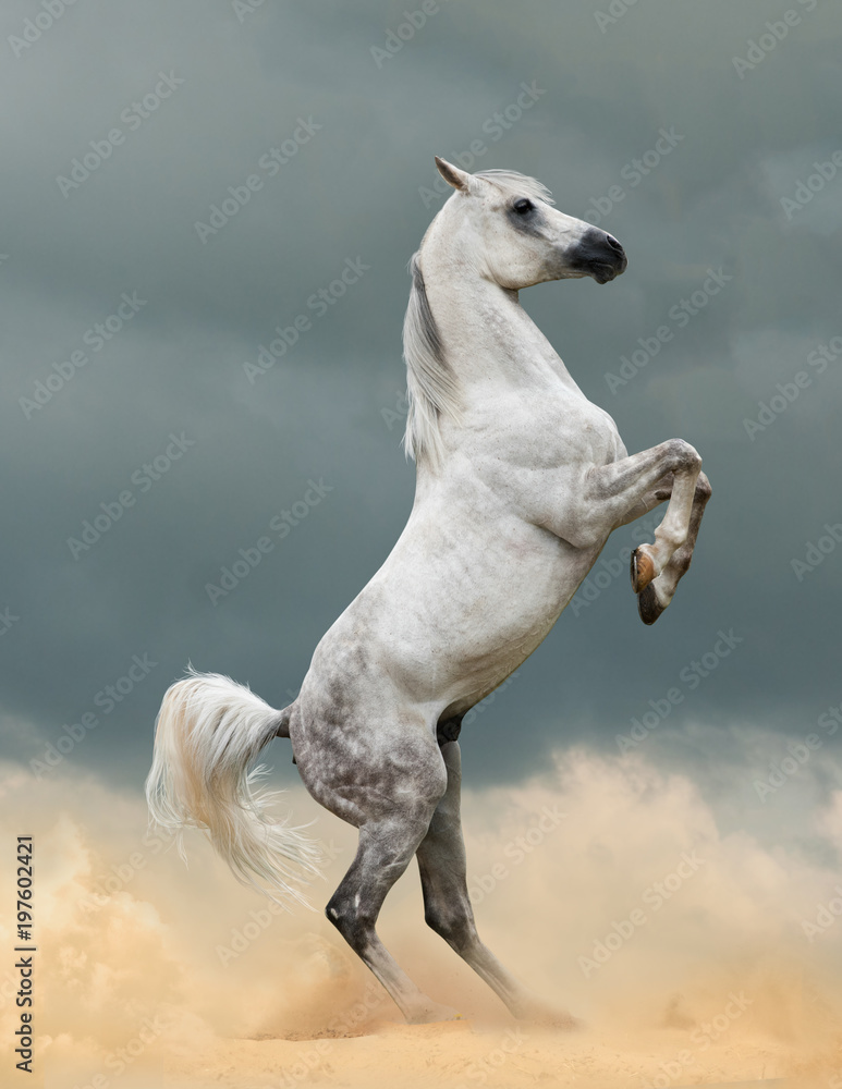 Beautiful arabian stallion in prairies Stock Photo | Adobe Stock
