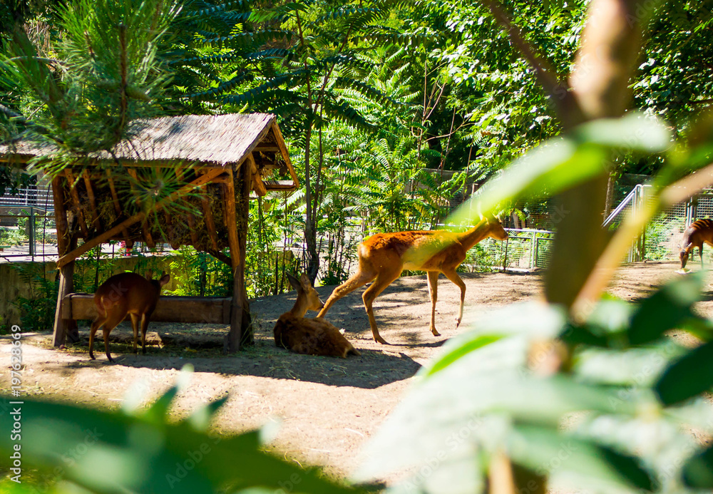 A group of animals are together on a nature background with text area ...