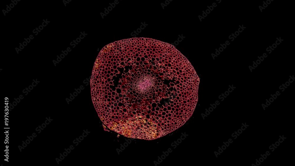 Rhizome of Psilotum - microscopic cross section cut of a plant stem ... Rhizome of Psilotum - microscopic cross section cut of a plant stem ...