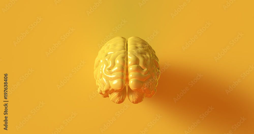 Yellow Human brain Anatomical Model 3d illustration Stock Illustration ...