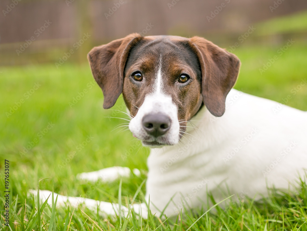 A brown and white Hound dog lying in the grass looking directly at the ...