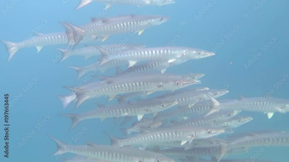School of great Barracuda (Sphyraena barracuda), also known as the ...