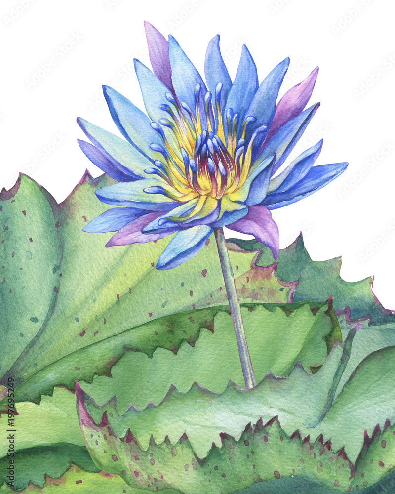 Greeting card with blue lotus flower with leaves, seed head, bud (water ...