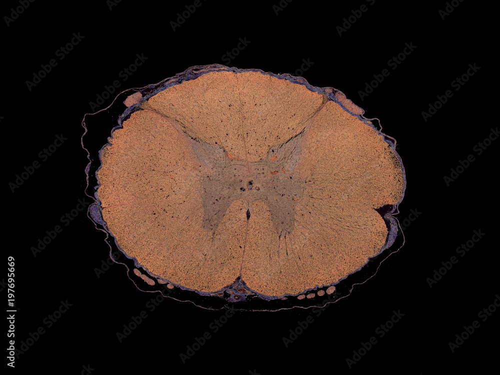 Spinal Cord Cross Section Microscope