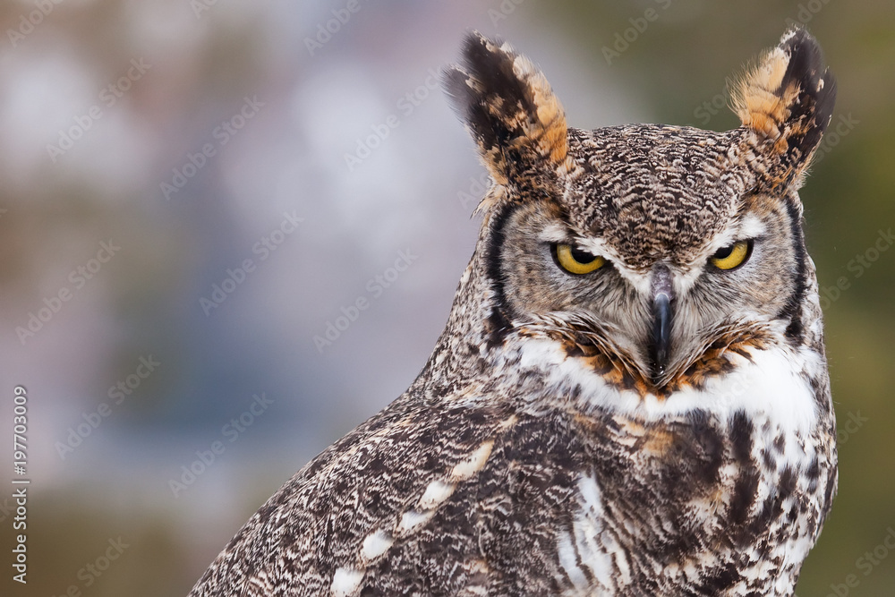 High Resolution Great Horned Owl