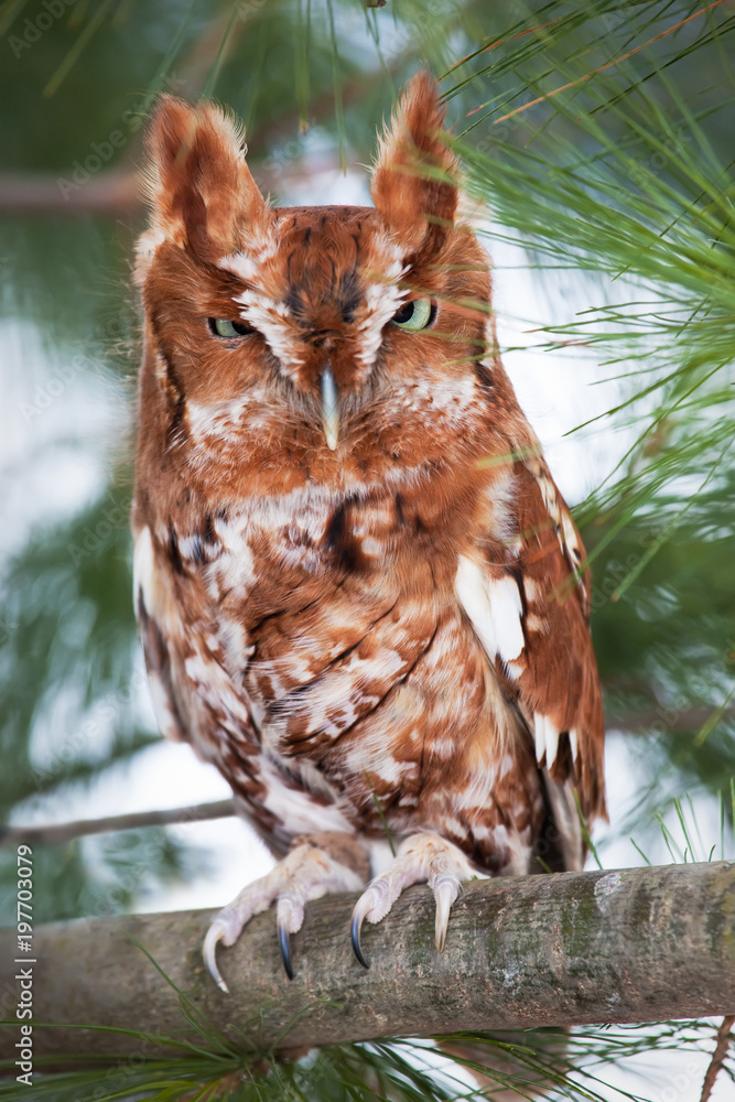 Eastern Screech Owl Red
