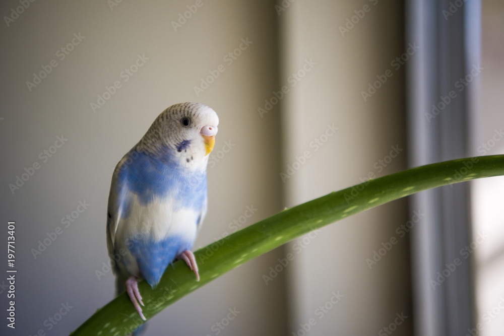 Young Parakeet