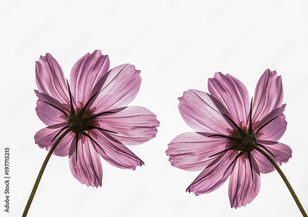 purple and pink flowers showing stamen and petal cell structure and ...