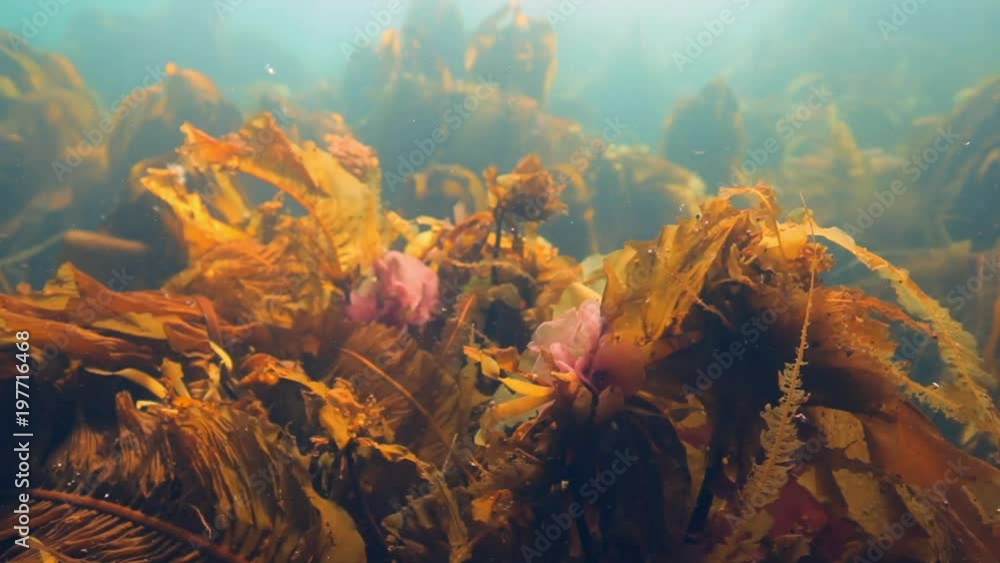 Giant seaweed kelp underwater in reflection of sunlight of Barents Sea ...