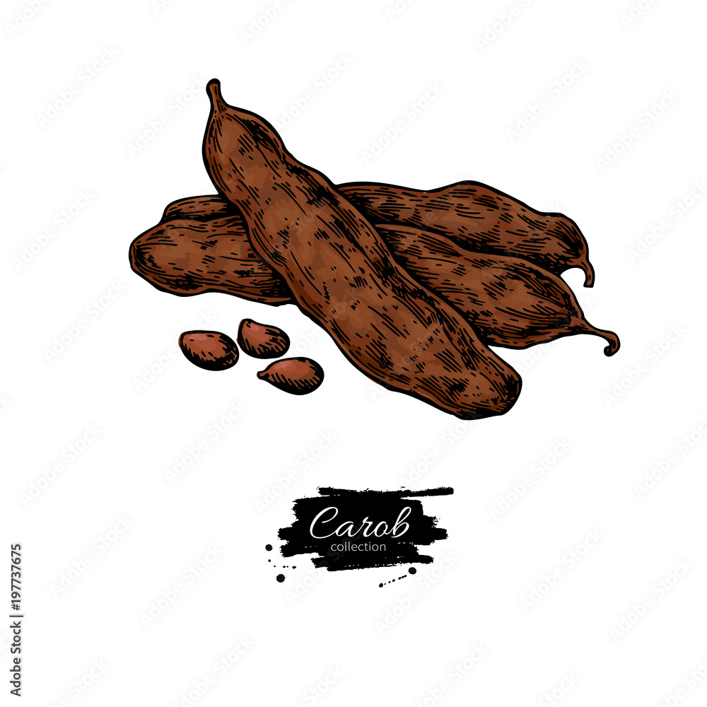 Carob vector superfood drawing. Isolated hand drawn illustratio Stock ...