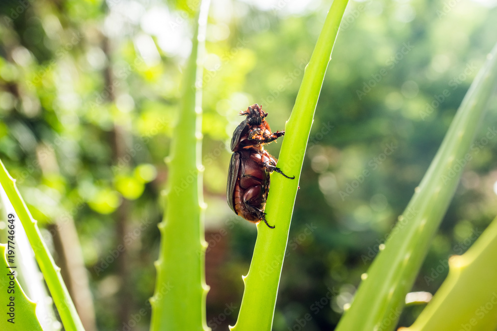 Coconut rhinoceros beetle, or Asian rhinoceros beetle (Oryctes ...