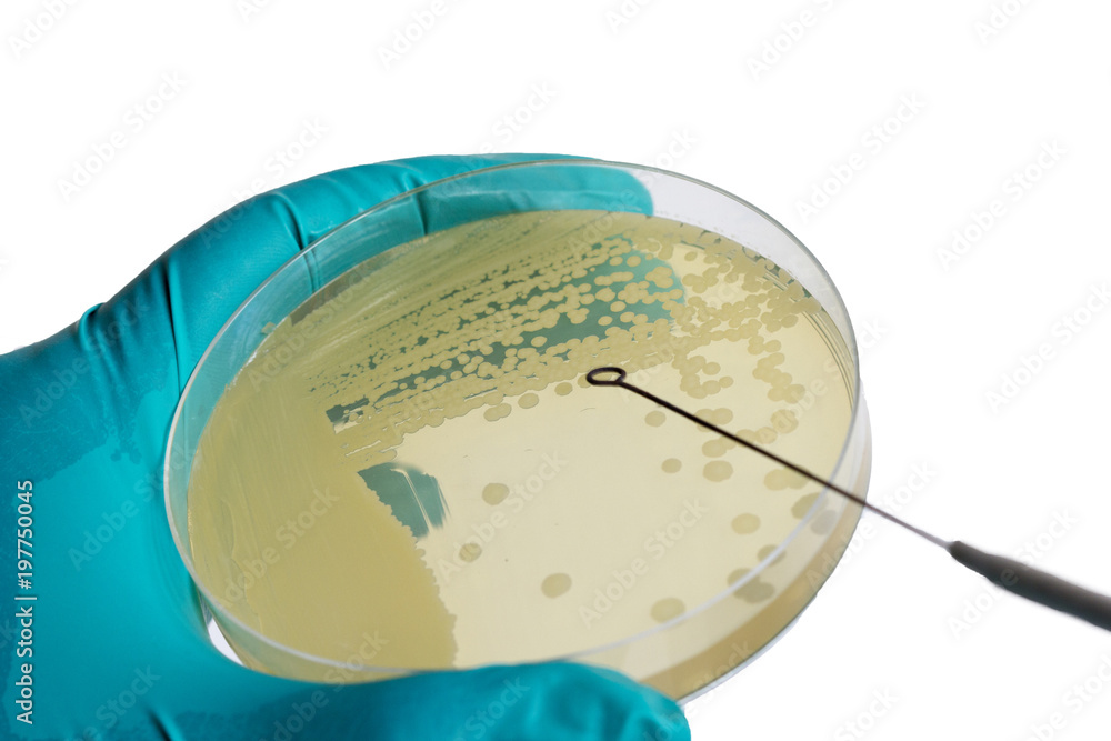 Close up photo of microbiologist hand cultivating a petri dish whit ...