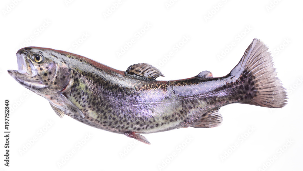 Fish trout Stock Photo | Adobe Stock