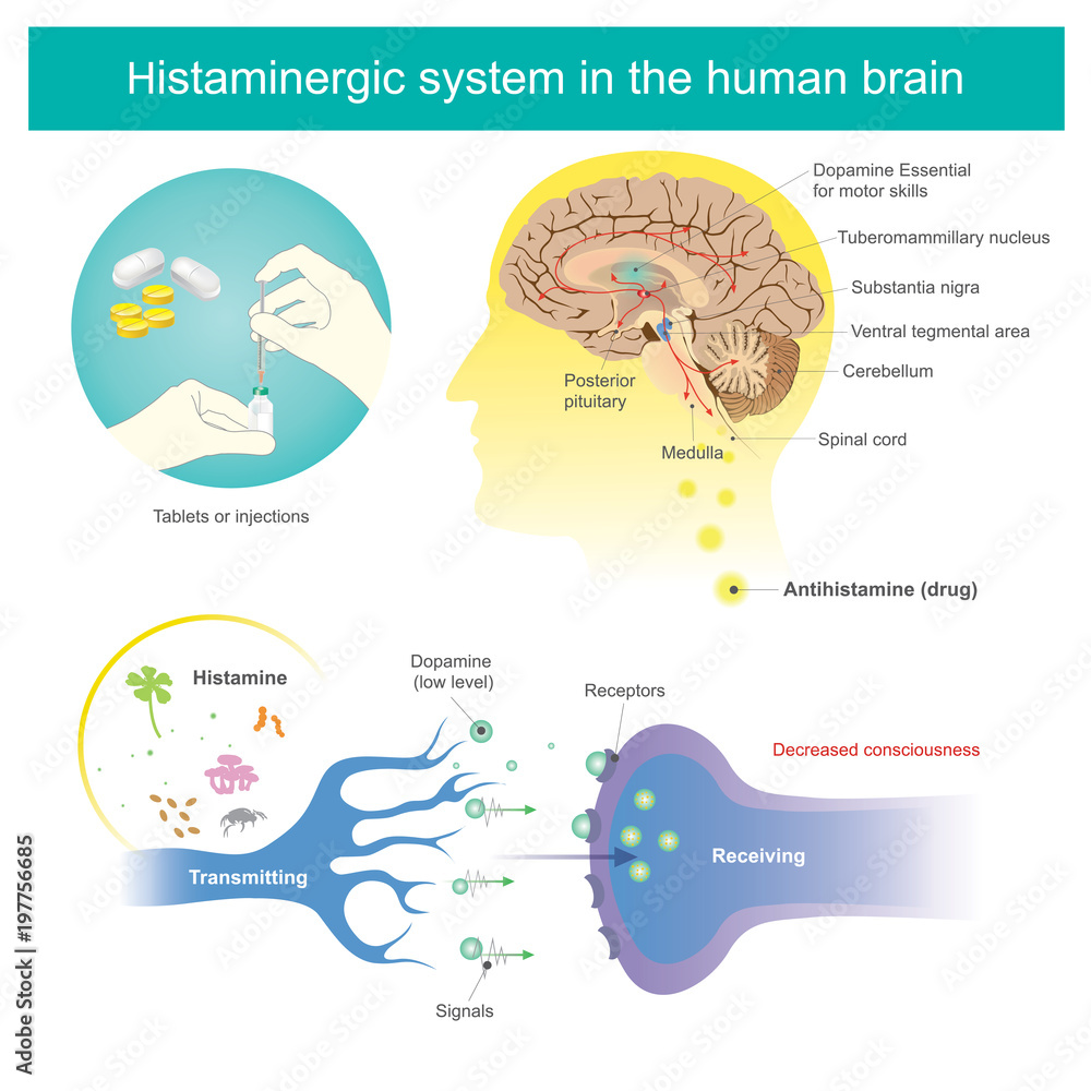 Histaminergic system in the human brain. Histamine Illustration. Stock ...