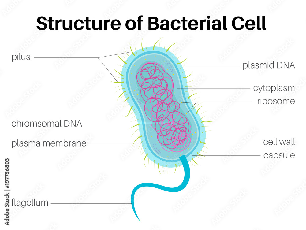 Structure of Bacterial cell Stock Vector | Adobe Stock