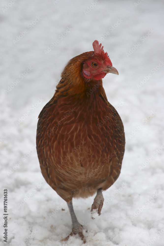 Swedish "åsbohona" (Gallus gallus domesticus)an old Swedish ...