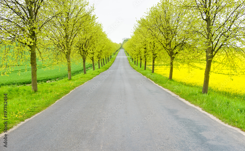 Neue Allee in Ostdeutschland Stock-Foto | Adobe Stock