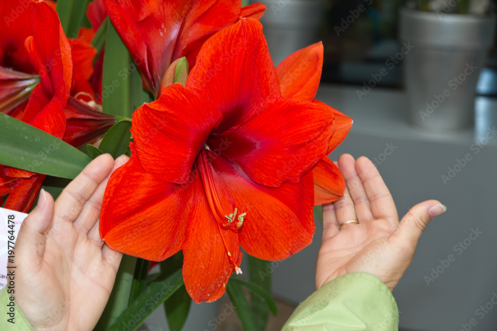 rote Amaryllies im Keukenhof in Holland als Nahaufnahme mit schönen ...