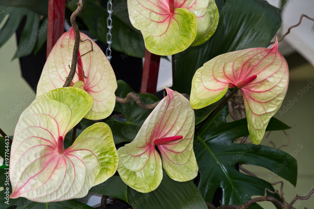 weiß grüne Kalla im Keukenhof in Holland als Nahaufnahme mit schönen ...