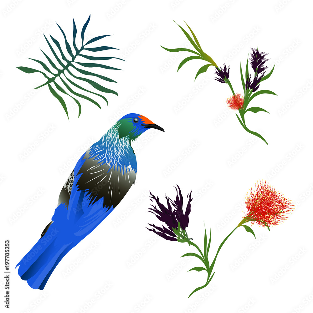 Tui Bird Vector and floral design elements Stock Vector | Adobe Stock