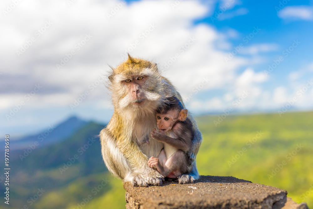 die makaken affen mutter trägt und beschützt das kleine süsse affen ...