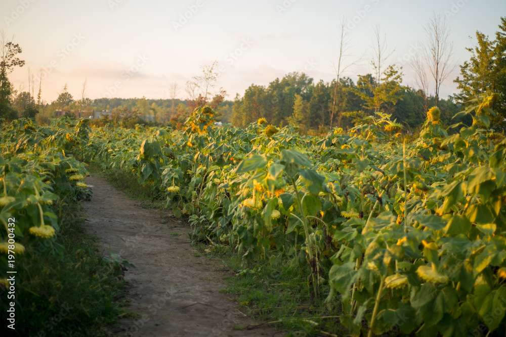 Path in a Sunflower field Stock Photo | Adobe Stock