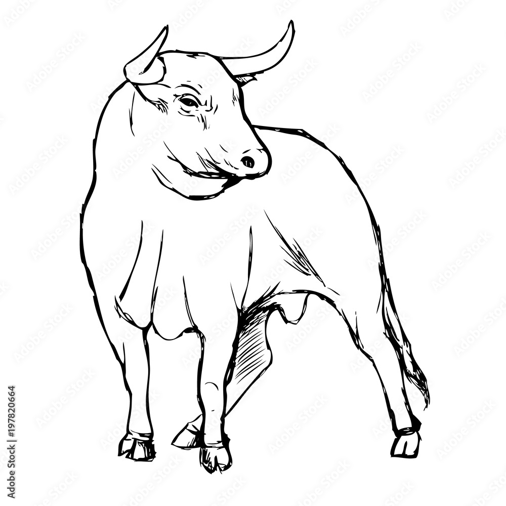 freehand sketch illustration of bul Stock Vector | Adobe Stock
