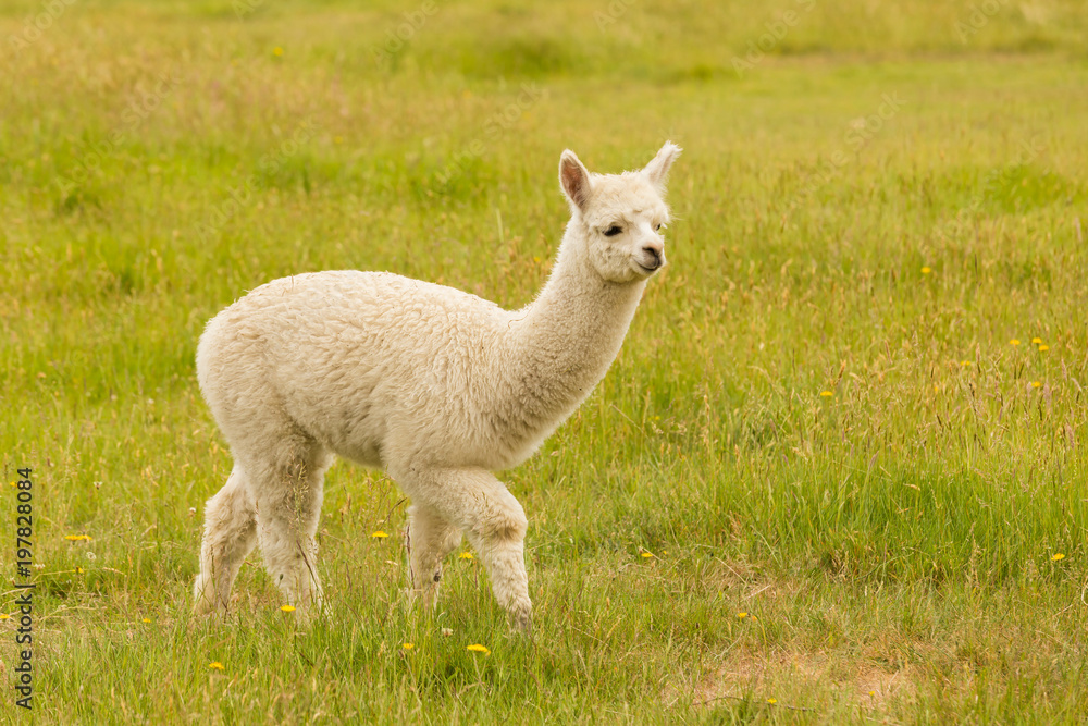 Cute Baby Alpaca