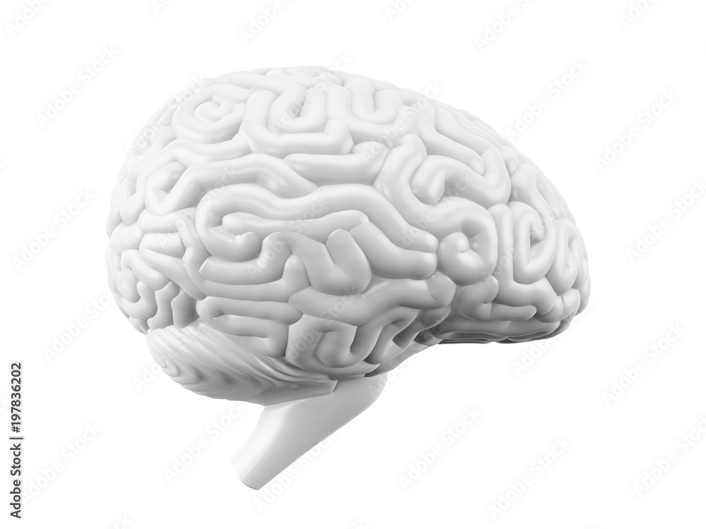 Human brain, white blank model, side view. 3D illustration. Stock ...