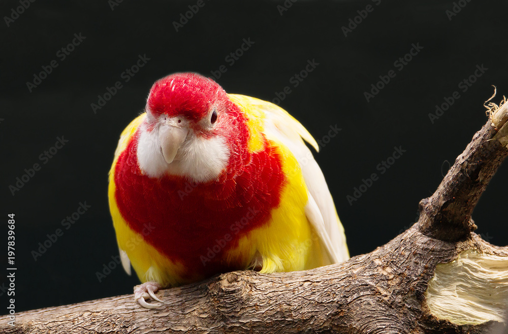Попугай обыкновенная розелла. Eastern rosella. Stock Photo | Adobe Stock