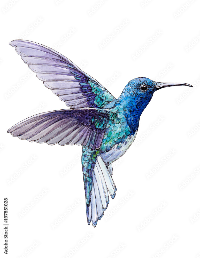 Hand-drawn Hummingbird on white background (isolated) Stock ...