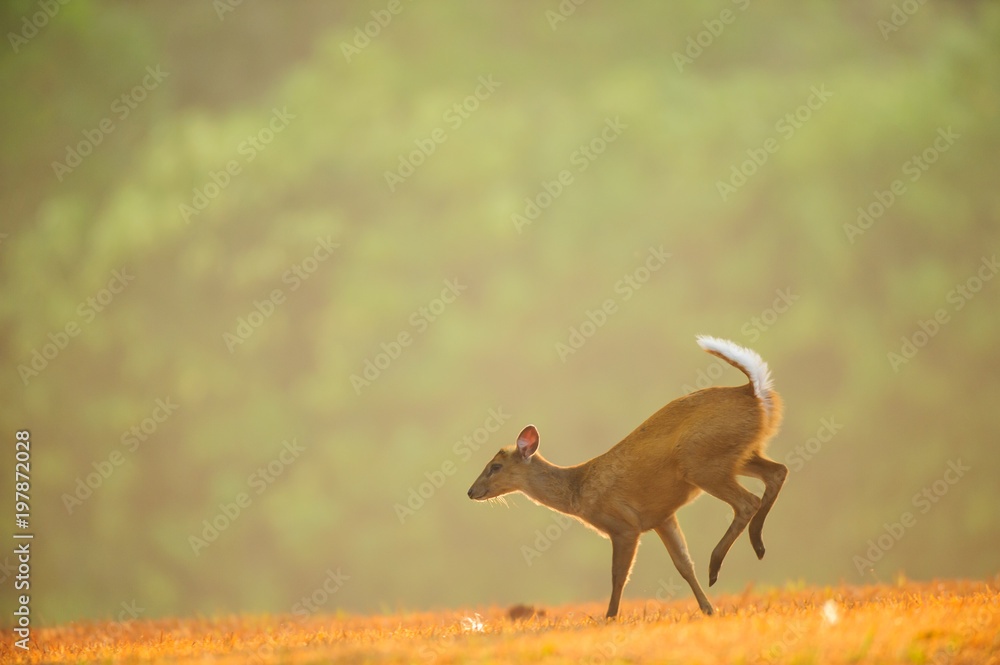Baby Muntjac