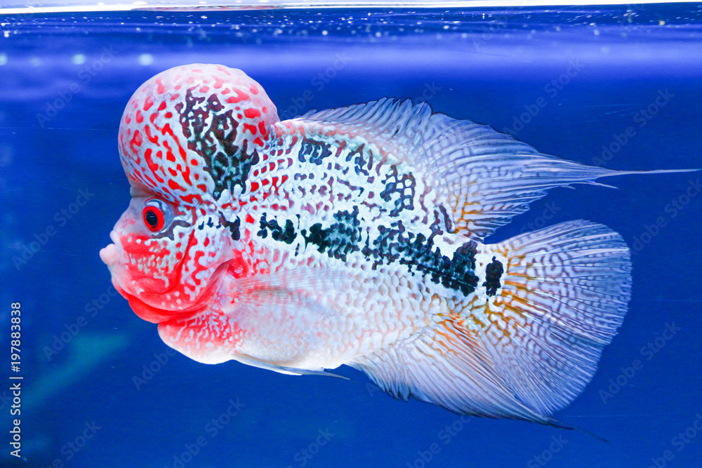 Flower horn fish in aquarium water blue background Stock Photo | Adobe ...