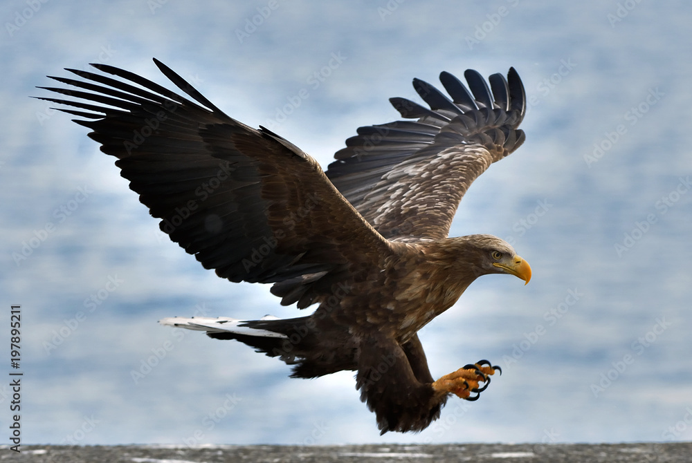 Adult White-tailed eagle in flight. Scientific name: Haliaeetus ...