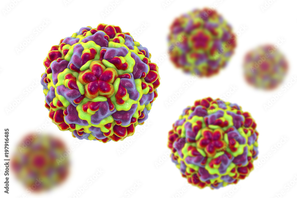 Molecular model of rhinovirus, the virus that causes common cold and ...