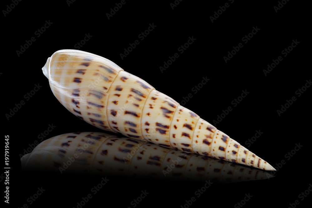 Sea shell Terebra maculata isolated on a black background with mirror ...