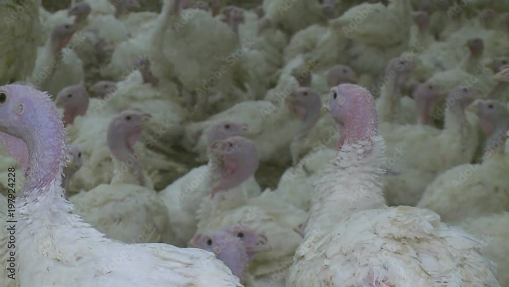 Poultry farm for growing broiler turkeys ; Premises at poultry farm for ...